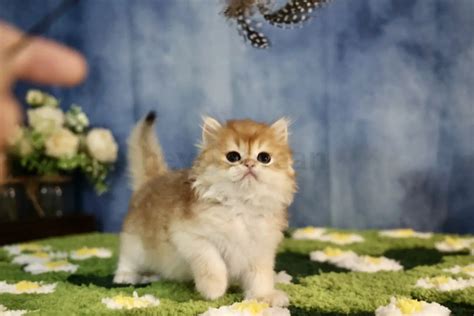 British Longhair