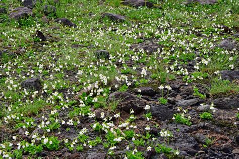 みちのく高山植物誌5 雪の子ヒナザクラ