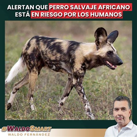 Los Perros Salvajes Atacan A Los Humanos