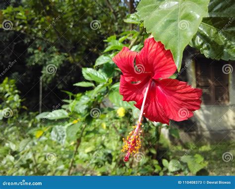 Red Java Flower Stock Image Image Of Power Outside 110408373