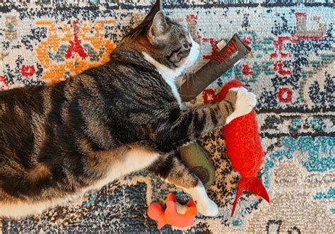 Fun Plants For Cats Grow Your Own Cat Garden Cat Mom Life