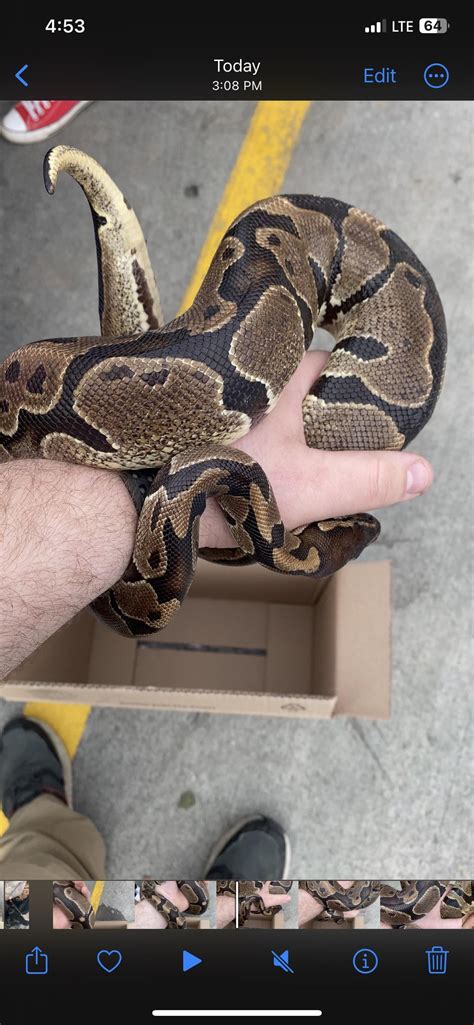 Saved This Ball Python Stuck In A Customers Dashboard Today Fun Way