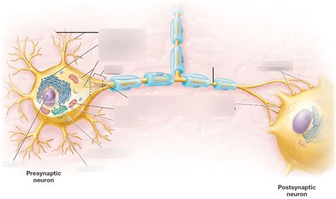 Cellular Structures Of A Multipolar Neuron Diagram Quizlet