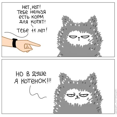 Как договориться с котом Лакшери Котакшери Дзен