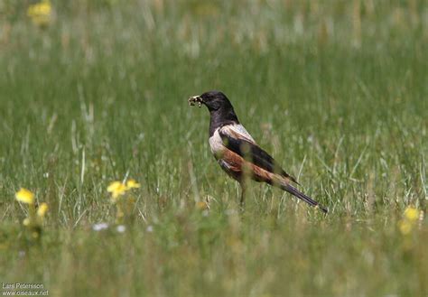 Merle De Kessler Turdus Kessleri