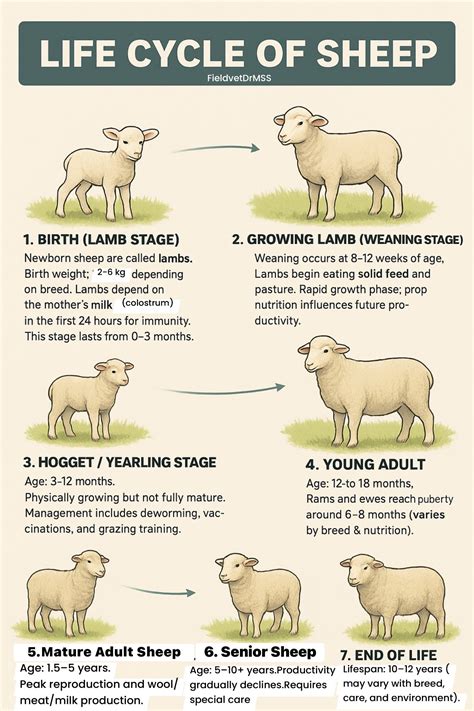 Field Life Cycle Of Sheep Fieldvetdrmss 1 Birth Lamb Stage • Newborn Sheep Are Called