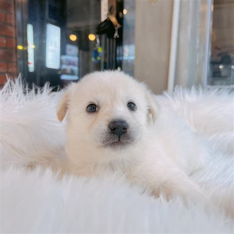 믹스견 복돌이 강아지입양 고양이입양 도그마루 보호소 펫샵 유기견센터 유기묘 유기견 믹스견 코리안숏헤어 애견샵 강아지무료분양 길냥이 비숑분양가