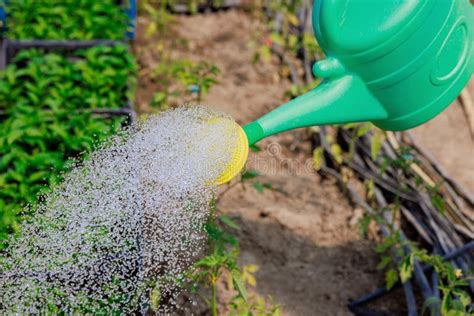 Watering Seedling Tomato Plant With Watering Can In The Greenhouse