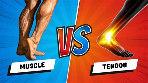 Muscle Vs Tendon Adaptations Different Needs Dr Ramsey Nijem