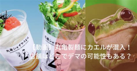 【動画】丸亀製麺にカエルが混入！店舗はどこでデマの可能性もある？ Uffy News