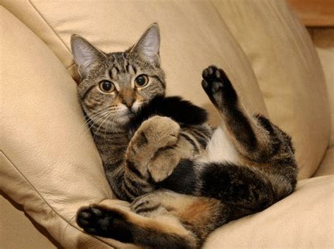 中国人最优秀，中国猫也是！中华狸花猫成最受关注猫品种世界第4土猫