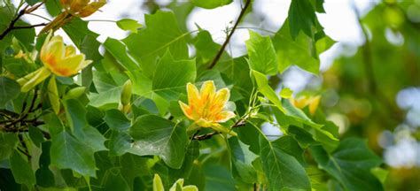 Be A Georgia Tree Know It All Yellow Poplar Tree Premier Tree Solutions