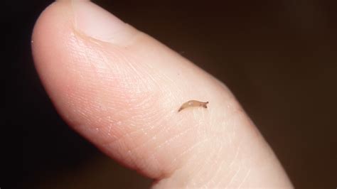 Tiny Slug By Op Girl16 On Deviantart