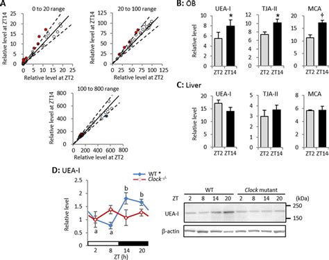 Lectin Microarray And Western Blotting With Uea I Show Diurnal