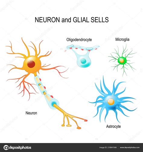 3 Tipos De Neuronas Chefli