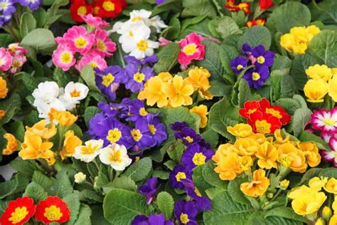 Plant Primroses