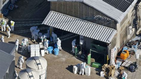 日本爆禽流感｜東京市中心野鳥屍體檢測出高致病性h5病毒