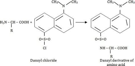 Dansyl Chloride Alchetron The Free Social Encyclopedia