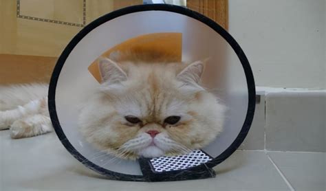养猫，千万别把它送走，不然会有严重后果 哔哩哔哩