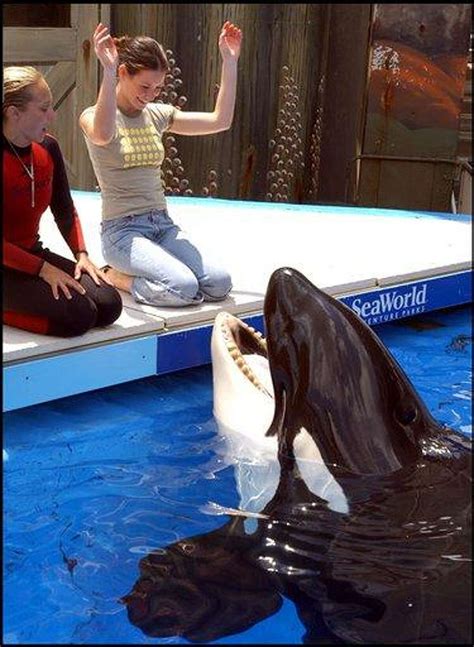 Web First Whale Kills Seaworld Trainer As Guests Watch