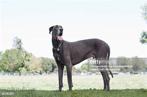Great Dane Standing Photos And Premium High Res Pictures Getty Images