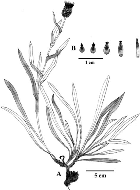Centaurea Glabro Auriculata From Holotype — A Habit — B Download Scientific Diagram