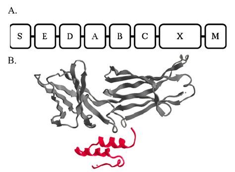 Protein A与抗体亲和互作机理浅析 Domain 序列 氨基酸