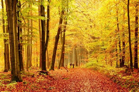 Фото осень парк лес онлайн бесплатно · бесплатная фотография от 20002000 картинки и обои на