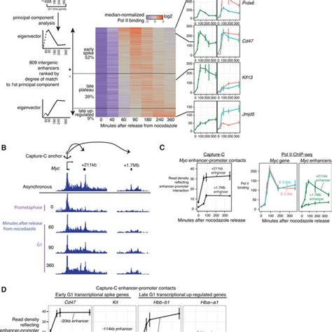 Pol Ii Binding At Enhancers But Not Enhancer Promoter Contacts Also