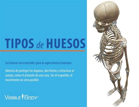 Huesos Nick Meca D Az Udocz