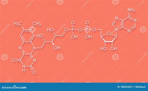 Flavin Adenine Dinucleotide Fad Redox Coenzyme Molecule Skeletal