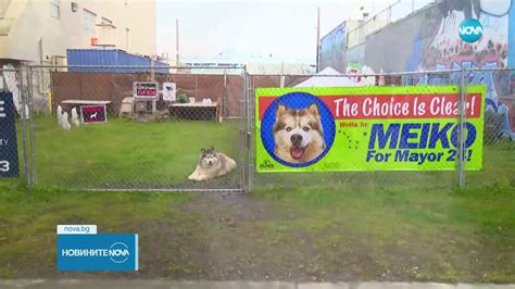 НЕОБИЧАЙНА КАНДИДАТУРА Куче участва в кметски избори в САЩ ВИДЕО Отвъд Океана Развлечение