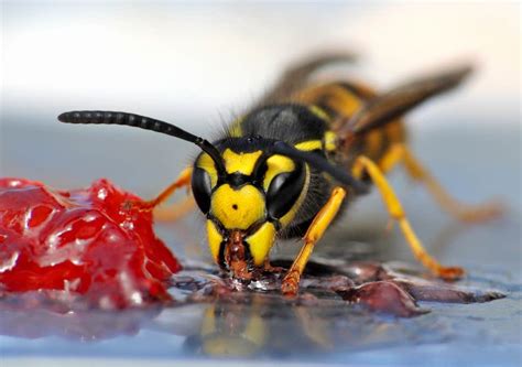 12 Simple Effective Ways To Keep Wasps Away Grandma S Things