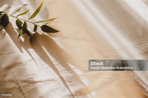 유칼립투스의 가지는 그림자와 태양의 아침 광선에 침대에 구겨진 시트에 놓여 유칼립투스에 대한 스톡 사진 및 기타 이미지 유칼립투스 침실 시트 침구 Istock