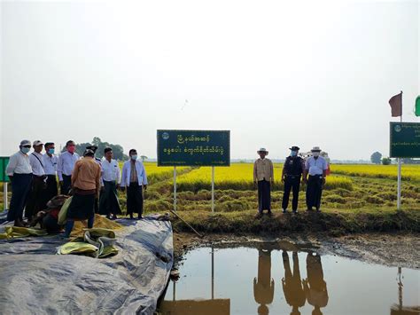 လက်ပံတန်း မြို့နယ်၌ နွေစပါးစံကွက်ရိတ်သိမ်းပွဲကျင်းပ Information And Public Relations Department