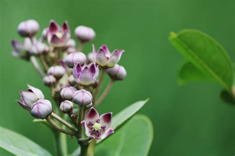 Premium Photo | Close-up view of the crown flower. arka plant.