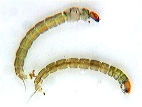 Midge Larva Fly