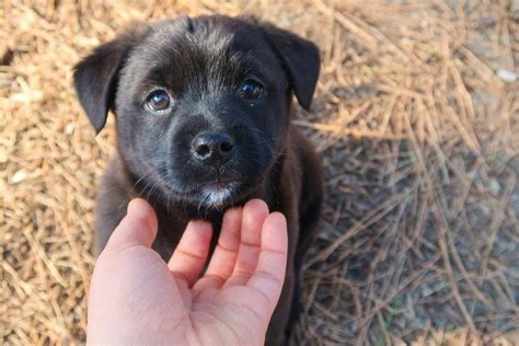 Ile żyje Labrador Sprawdź Jak Długo Może żyć Labrador I Od Czego To