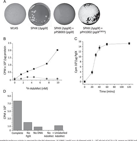 Figure 1 From The Phage Growth Limitation System In Streptomyces Coelicolor A 3 2 Is A Toxin