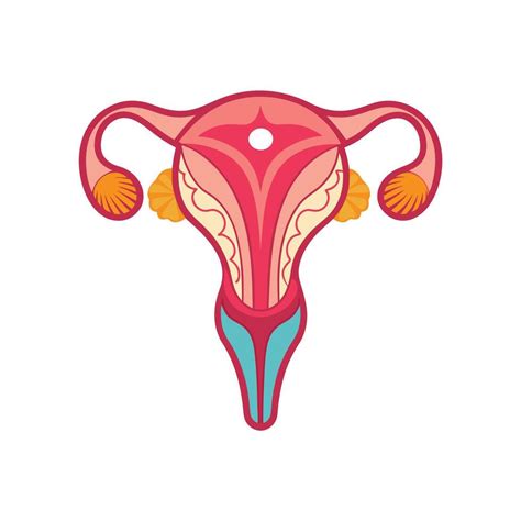 Female Reproductive System Illustration 49697630 Vector Art At Vecteezy