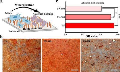A Schematic Illustration Of Hmsc Mineralization On Rutile Tio 2