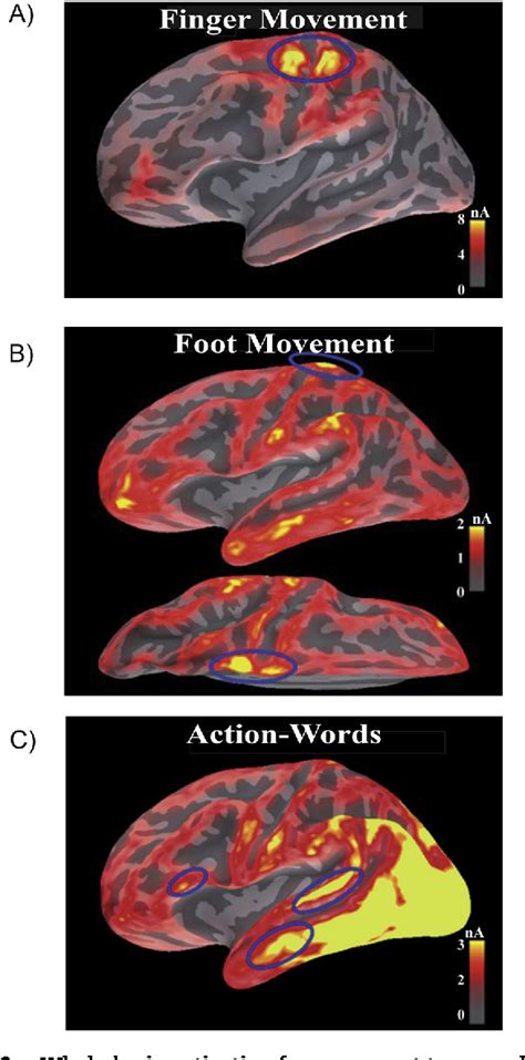 Movement Priming Of Eegmeg Brain Responses For Action Words