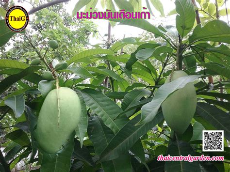 โปรฯสุดคุ้มรับฝนนี้ มะม่วงมันเดือนเก้า ขนาดต้นสูง180 200ซม ลำต้น 1นิ้ว ทรงพุ่มสวย พร้อมจะติดผล