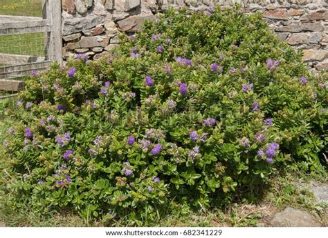 Hebe X Franciscana Blue Gem Coastal Stock Photo Shutterstock