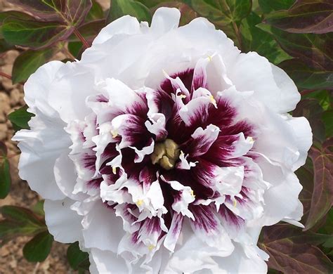 Eagle Wings Tree Peony Paeonia X Rockii Flare Eagle Wings