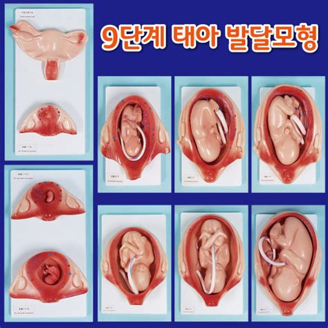 금연교육지원센터 성교육 자료 임신출산태아모형