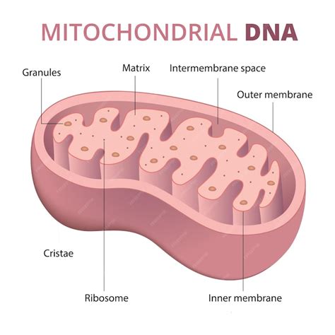 Premium Vector Illustration Of Mitochondrial Dna Anatomy Diagram