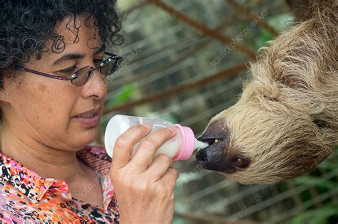 Linnaeuss Two Toed Sloth Stock Image C0372069 Science Photo Library