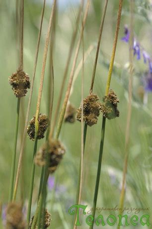 Juncus conglomeratus, Сбита дзука, Юнкус конгломератус, Джункус ...