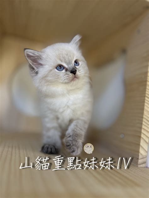 最新消息 喵癮貓坊源憶犬舍